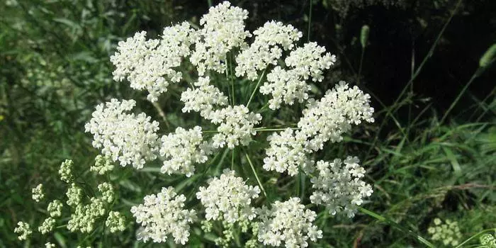 Buisson de pruche en fleurs