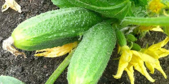 Cucumbers sa ghairdín