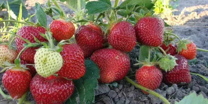 Zipatso za strawberries