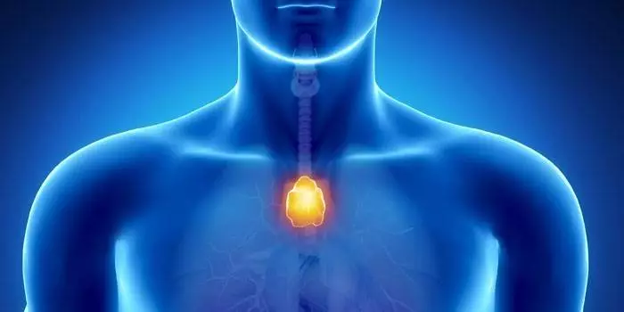 انساني جسم ۾ thymus gland جو مقام