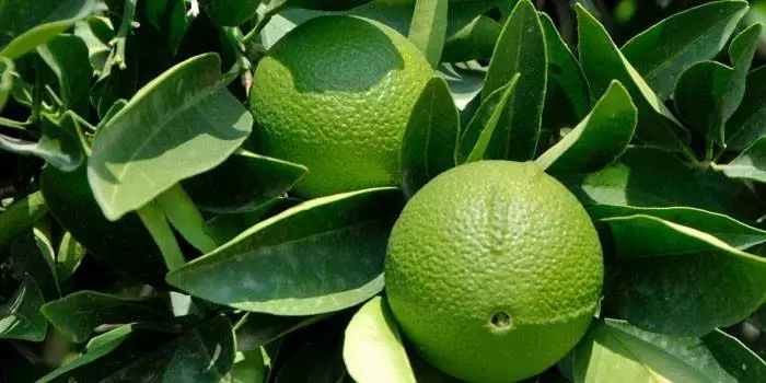 Bergamot 'ya'yan itace