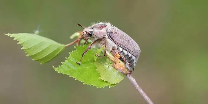 Mund beetle në një bimë