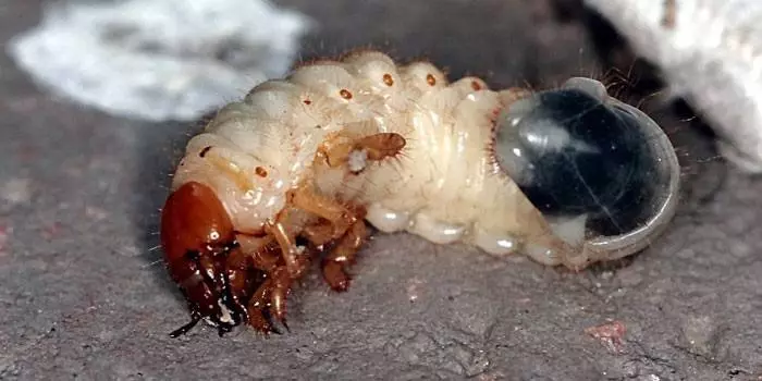 Tej zaum beetle larva