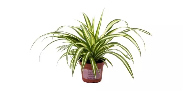 Chlorophytum