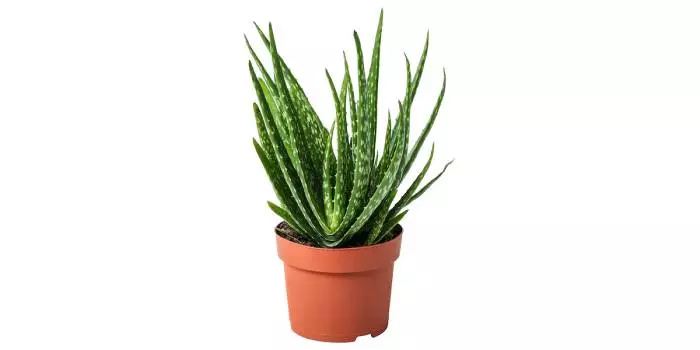 Aloe vera