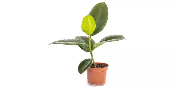 Ficus gúmmí