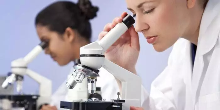 Os técnicos de laboratorio miran a través dun microscopio