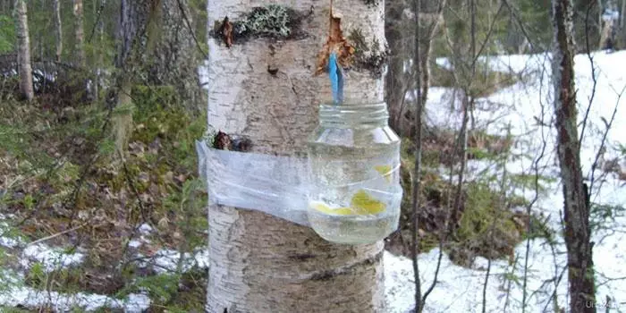Birch sap - resipeo namboarina