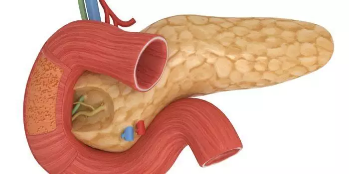 Bauchspeicheldrüse – wo liegt das menschliche Organ und wie tut es weh