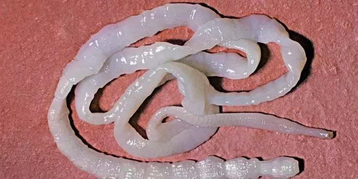 Bovine tapeworm