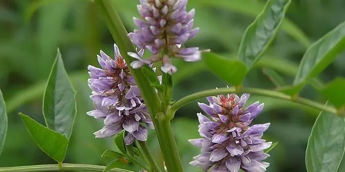 Fleurs de réglisse