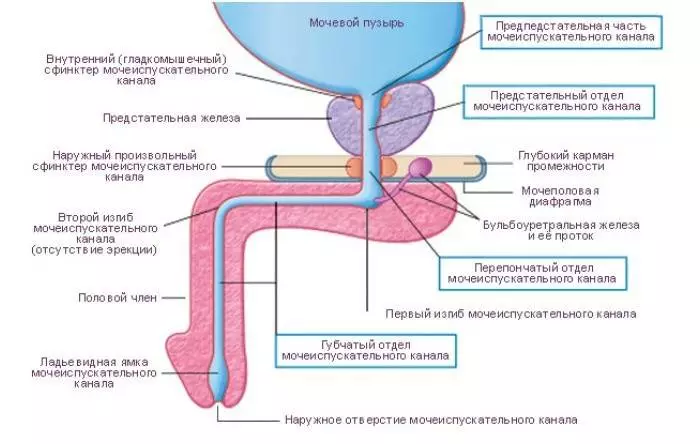 Urinrörsstruktur