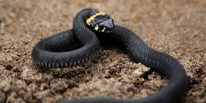 Crna zmija