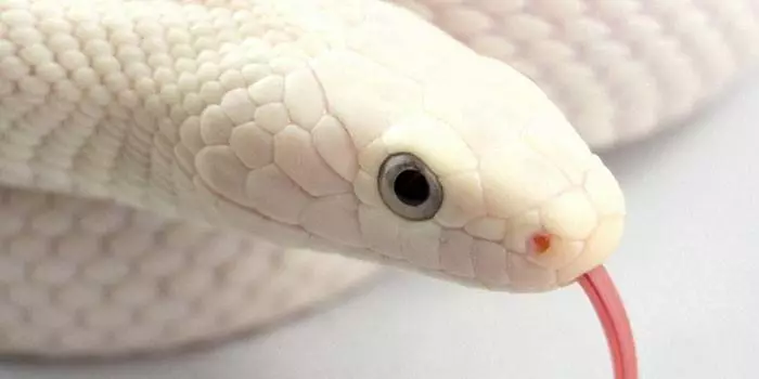 ular putih