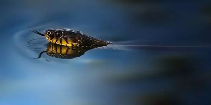 Змија во вода
