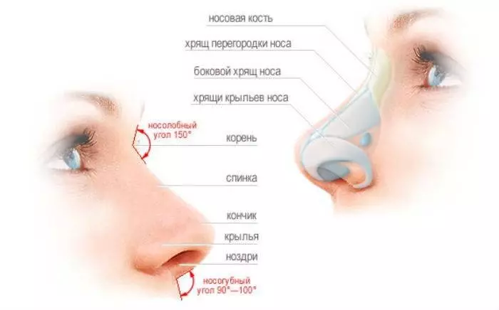 Структурата на носа
