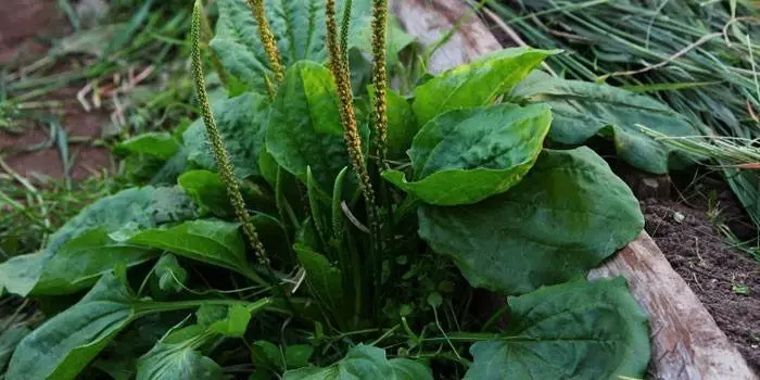 Plantain ninu igbo