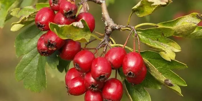 Torthaí Hawthorn