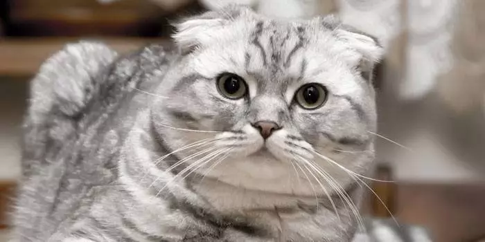 Gat de Scottish Fold