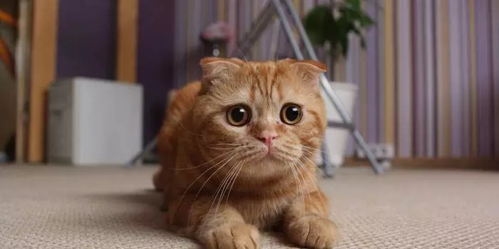 Mèo Scottish Fold