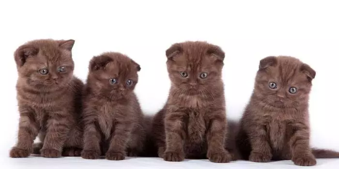 Gattini Scottish fold