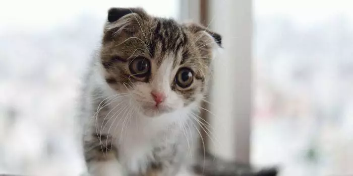 Sulenkite „Scottish Fold“