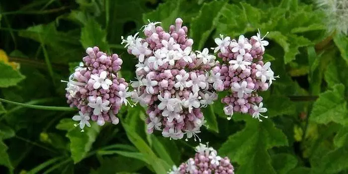 Valeriana medicinal florescente