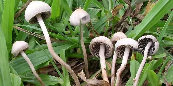 Hallucinogene svampe i skoven