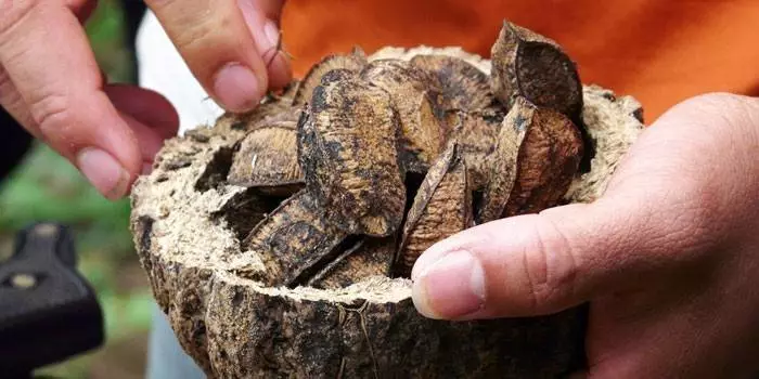 Fruta castanha do brasil