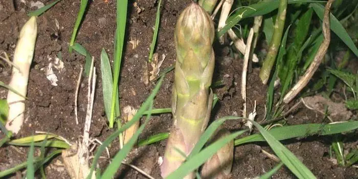 Asparagus hauv vaj