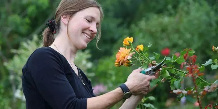 Pigen skærer rosenblomsten