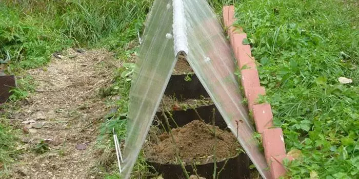 Schutz aus Polycarbonat iwwer geschnidde Rosen