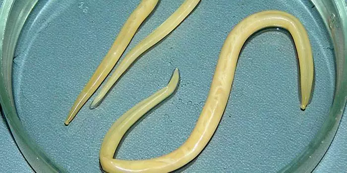 Ascaris vermes nunha placa de Petri