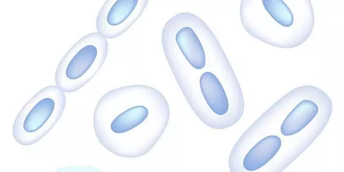 Klebsiella ባክቴሪያ