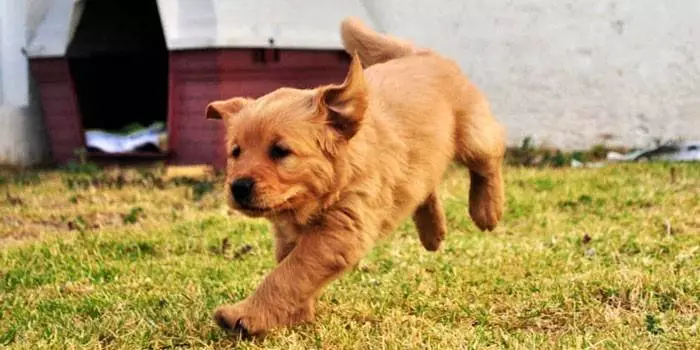 Retriever pup