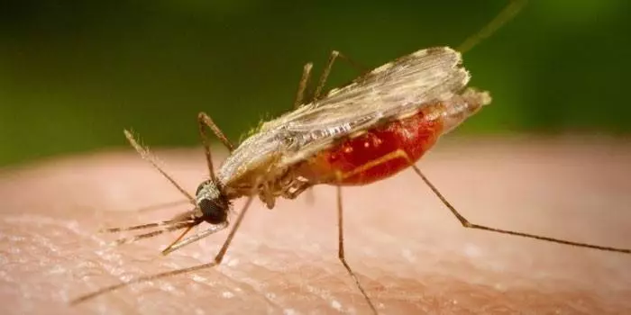 Malaaria sääsk