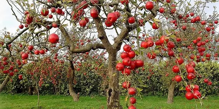 Õunakooride viljade ja lehtede lüüasaamine