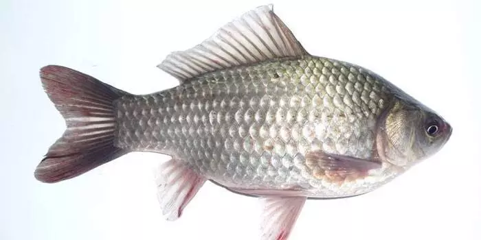 Rwizi crucian carp