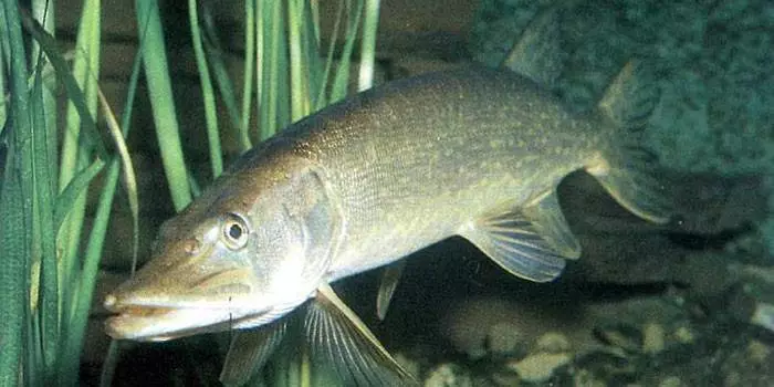 River pike