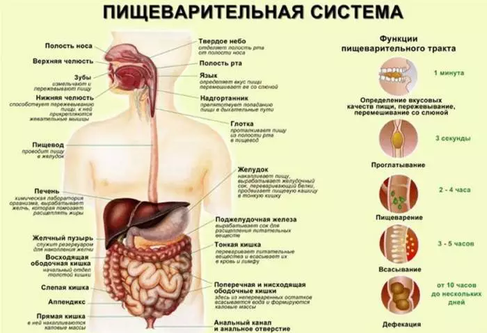 Tsarin narkewar ɗan adam