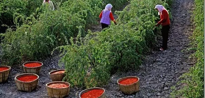 Proses memetik goji berry di Tibet