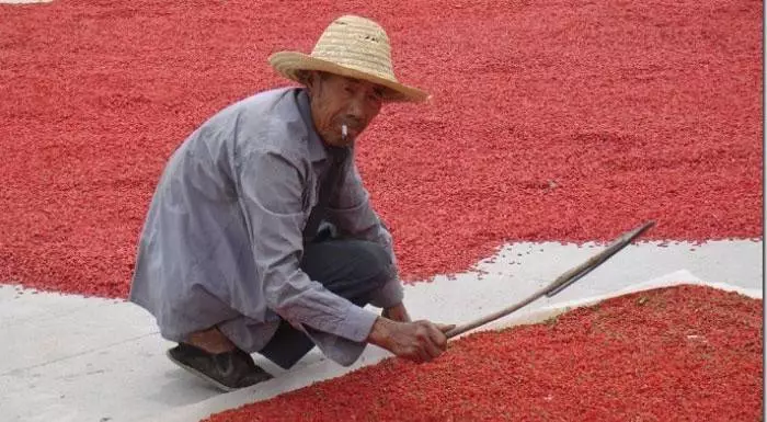 Proses pengeringan buah beri