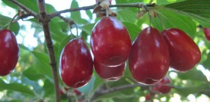 Cornel - proprjetajiet utli u kontra-indikazzjonijiet ta 'berries u żrieragħ
