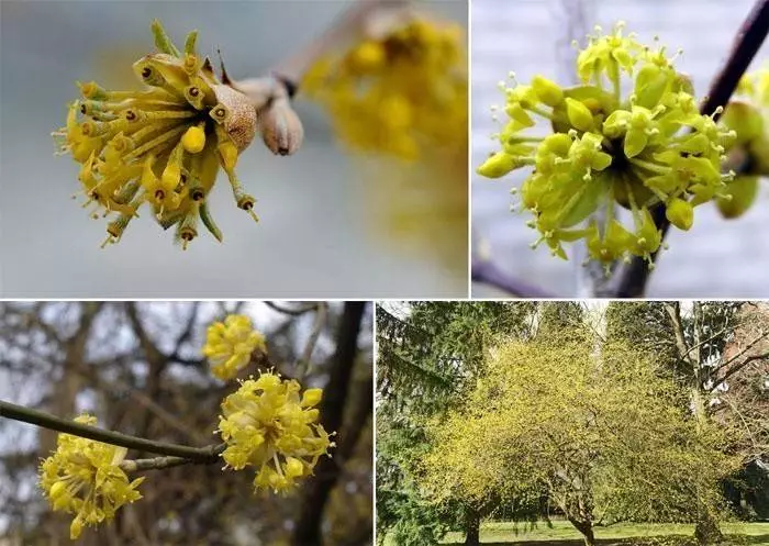 Fugalaʻau Dogwood