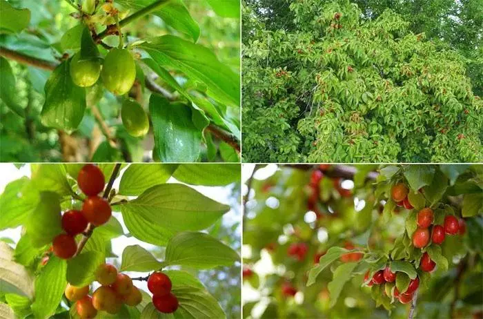 Faʻafouina dogwood