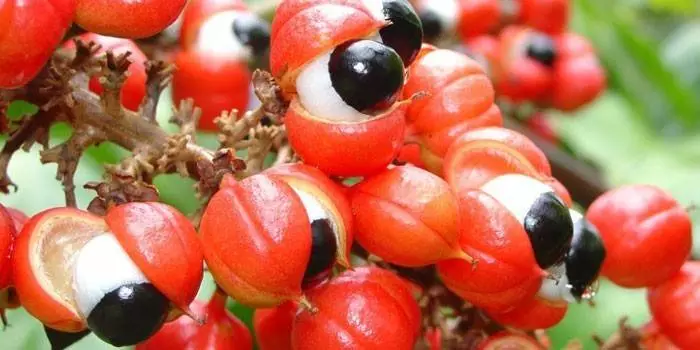 Iziqhamo zaseGuarana