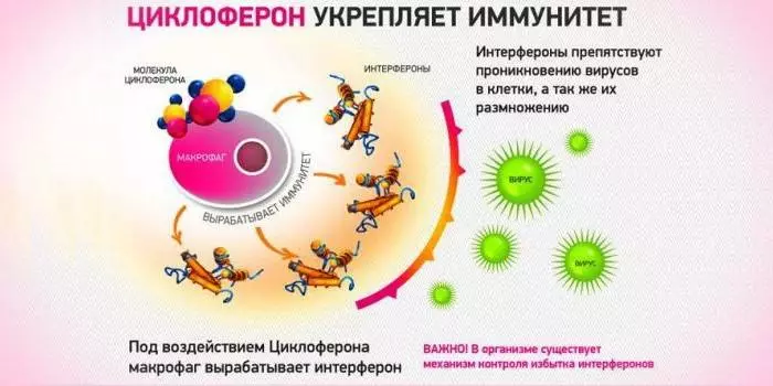 Scheme of action of Cycloferon