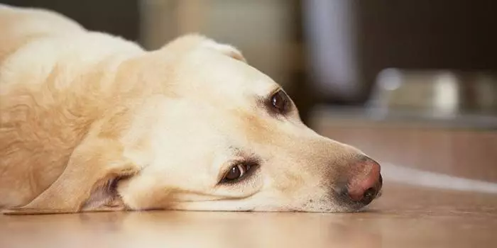 De hond heeft een sterke rommelende maag na vergiftiging