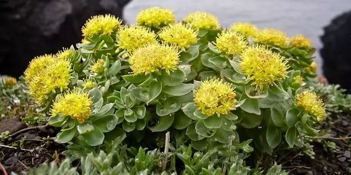 Rhodiola rosea blomme