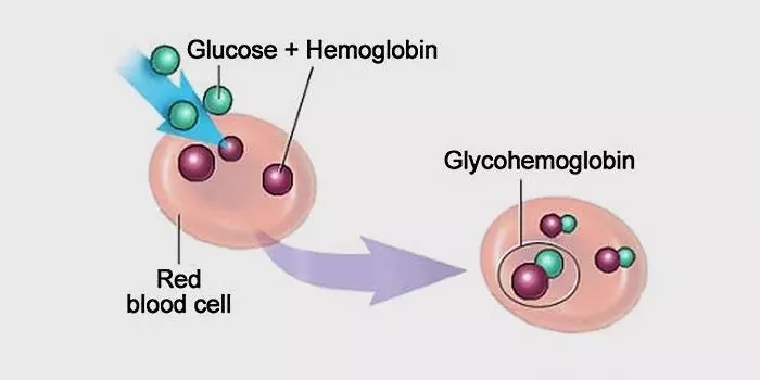 Glycated hemoglobine: ibisanzwe muri diyabete, nkuko bigaragazwa nisesengura